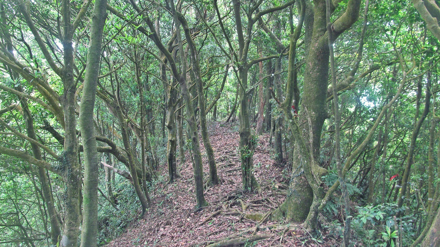 006 – The Beast Trail